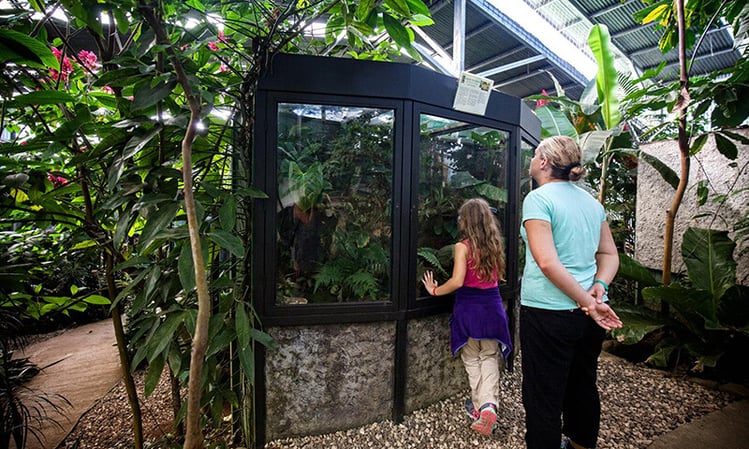 Explora el mundo de las ranas en el Ranario de Monteverde